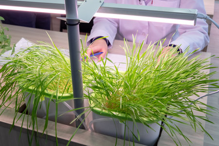 Lab hands and green wheat sprouts. Hydroponics. The method of growing ...