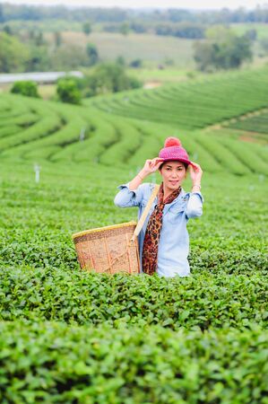 Asia beautiful Woman picking tea leaves in a tea plantation, happyness - Stock Image - Everypixel