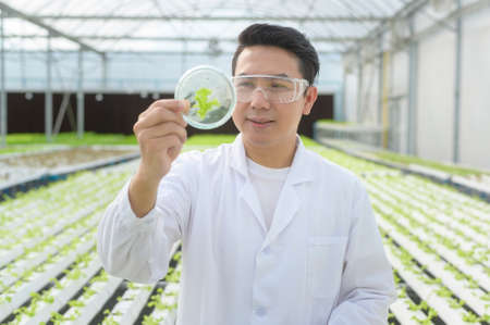 Scientist working in hydroponic greenhouse farm, clean food and food science concept - Stock ...