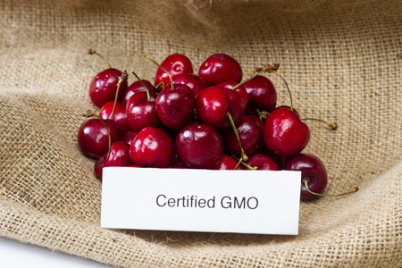 food labeling concept with bright red cherries and a GMO label - Stock Image - Everypixel