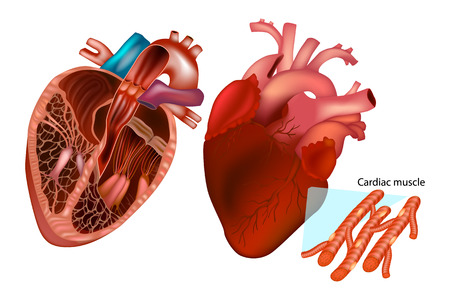 Vector of The human heart anatomy - ID:120654515 - Royalty Free Image ...