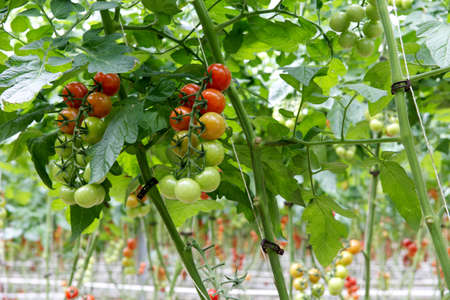 Rows of tomato hydroponic plants in greenhouse. Red tomatoes fresh on ...