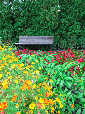 Wooden bench in beautiful blooming summer garden. - Stock Image ...