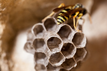 A young Paper Wasp Queen builds a nest to start a new colony. - Stock ...