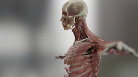 Photo of Human anatomy, muscles, - ID:1-211505239 - Royalty Free Image ...