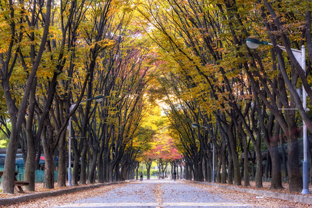 incheon grand park fall foliage view. Rows tall of tree line up the ...