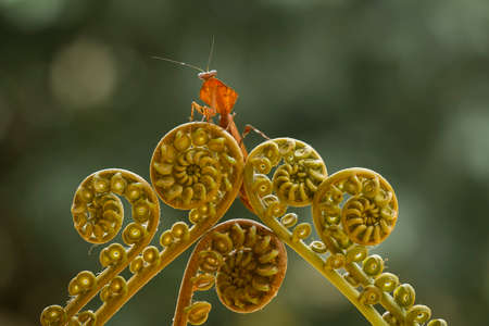 Mantis is an animal that has many types, depending on where it lives ...