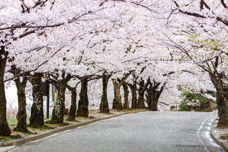 Cherry Blossom Path in beautiful Garden in spring, Joyama Park ...