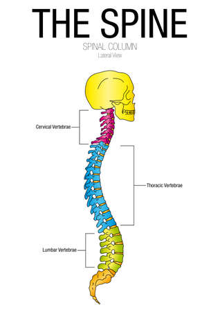 Vector of Chart of THE SPINE Lateral - ID:1-69986210 - Royalty Free ...