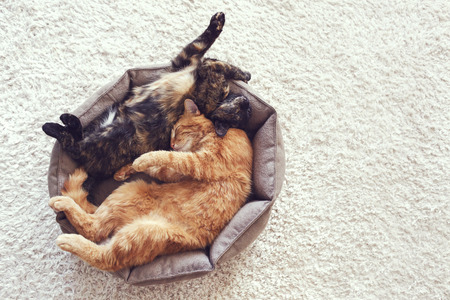Couple cats sleep and hugging in their soft cozy bed on a floor carpet ...