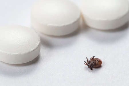 Mite and tablets macro shot local focus - Stock Image - Everypixel