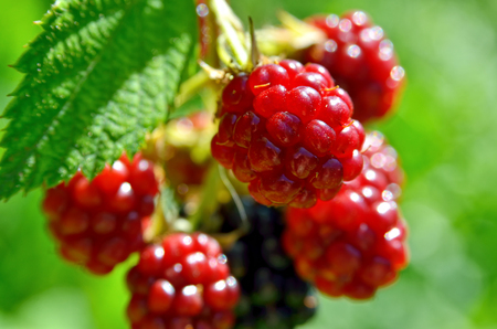 Large blackberries ripen in the garden. Harvest berries in the summer ...