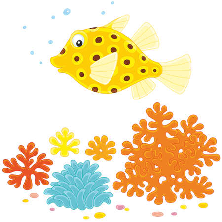 Yellow box fish store