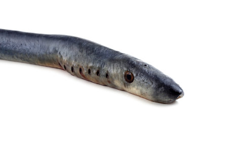 Photo de Lamprey fish. Vampire.. It - ID:136041268 - image libre de ...