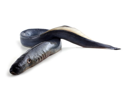 Photo of Lamprey fish. Vampire. It - ID:1-136192147 - Royalty Free ...