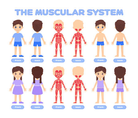 Vector of Human Muscular System. Front - ID:1-173049950 - Royalty Free ...