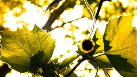 Rays of light shine through the tree - Stock Image - Everypixel