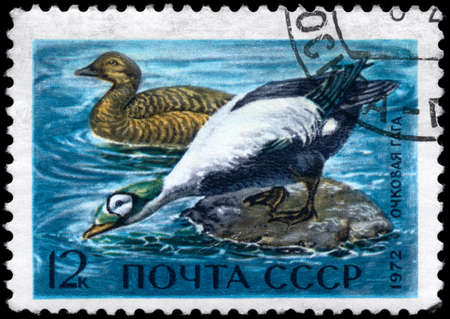 USSR - CIRCA 1972: A Stamp printed in USSR shows image of a Spectacled ...