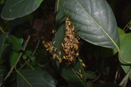Photo of Eastern Yellowjacket paper - ID:1-178096550 - Royalty Free ...