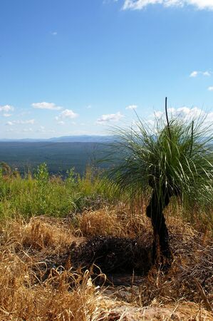 country bush scene for background use featuring the black boy grass ...