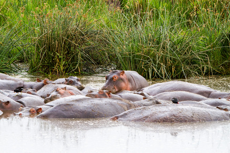 Common hippopotamus (Hippopotamus amphibius), or hippo, large, mostly ...