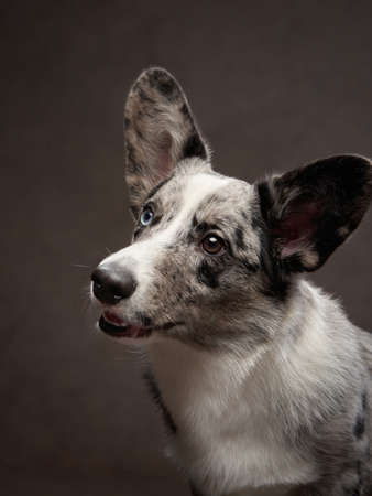 marble welsh corgi cardigan on a brown background. Funny Spotted Petの素材 ...