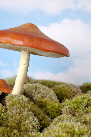 Fairy scenery with toadstools with space for text or models - Stock ...