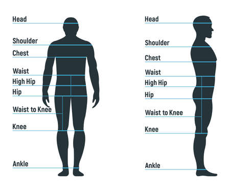 Vector of Male size chart anatomy human - ID:1-152735253 - Royalty Free ...