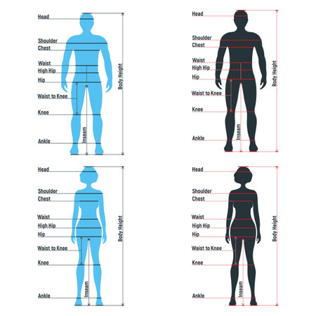 Vector of Female and male size chart - ID:1-162530909 - Royalty Free ...