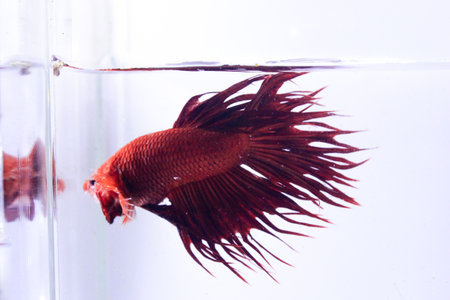 Photo of red crowntail betta fish. The - ID:1-160728263 - Royalty Free ...