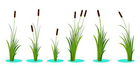 Vector of Set of variety reeds with - ID:1-128042026 - Royalty Free ...