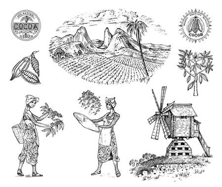 Cocoa or coffee plantation. Vintage farm and landscape with mountains ...