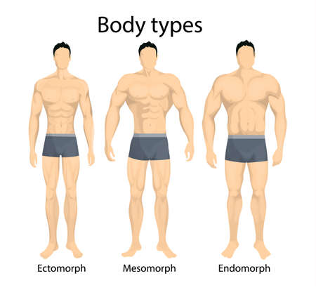 Vector of Male body types. - ID:1-88525749 - Royalty Free Image - Stocklib