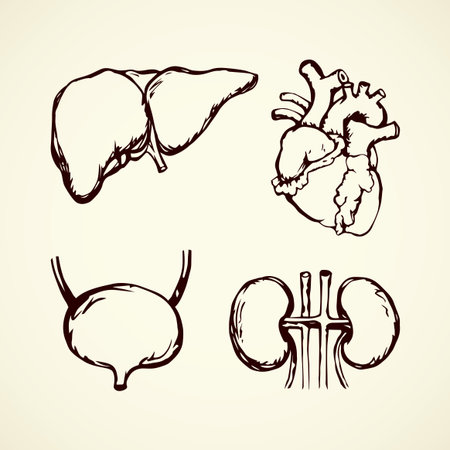 Vector of Healthy viscera system part on - ID:1-162144043 - Royalty ...