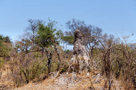African landscape in national park nambwa on Caprivi Strip Namibiaの写真素材 ...