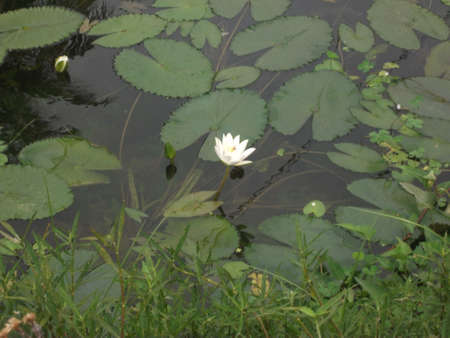 Photo of SHALUK lives in freshwater - ID:1-19536478 - Royalty Free ...