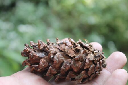 Human pine Images - Search Images on Everypixel