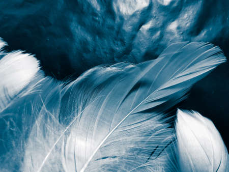 Beautiful abstract colorful blue feathers on white background and soft ...