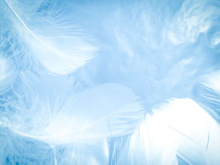 Beautiful abstract colorful blue feathers on white background and soft ...