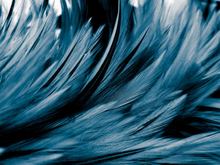 Beautiful abstract blue feathers on dark background and black feather ...