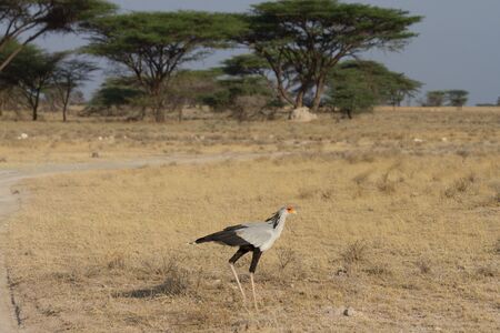 Secretary bird walking in Samburu National resrve, Kenya, with acacia ...