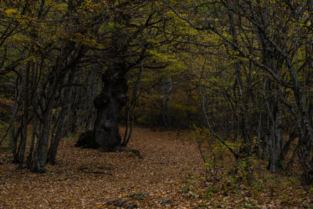Forest pathway in autumnal Caucasus mountan in Tianeti area in Georgiaの ...