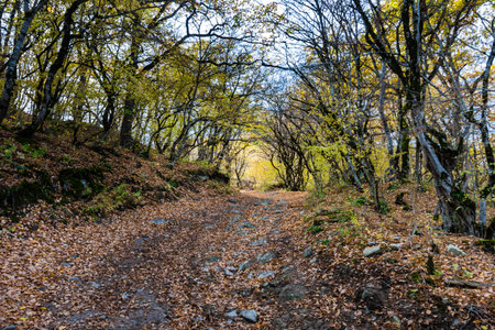 Forest pathway in autumnal Caucasus mountan in Tianeti area in Georgiaの ...