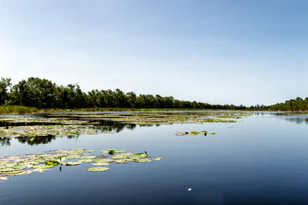 Matapica Swamps in Suriname,South Americaの写真素材 [40044322796]｜毎月1点無料（フリー ...