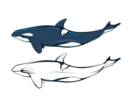 Vector of Killer whale. An orca (or - ID:1-145364263 - Royalty Free ...