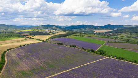 Aerial view of lavender field. Aerial landscape of agricultural fields ...