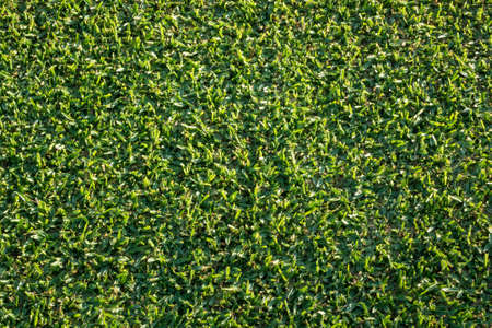 Aerial field top down Images - Search Images on Everypixel