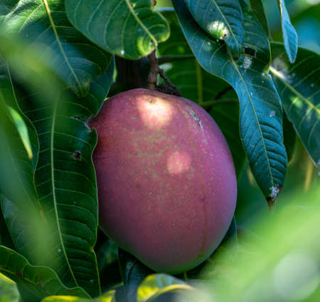 Mango Tree Rapoza (Raposa) Dwarf Varierty Grafted, 59% OFF