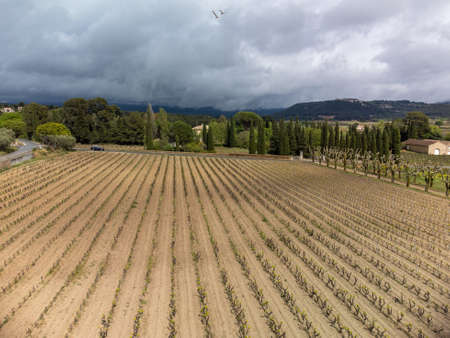 Aerial panoramic view on rows of grape plants on vineyards in Bandol ...