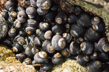 Monterey Bay California Turban Snails in tide poolの写真素材 [40004300063 ...